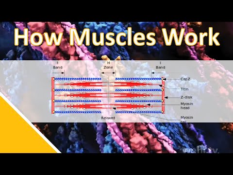 How Muscles REALLY Work: Sliding Filament Theory