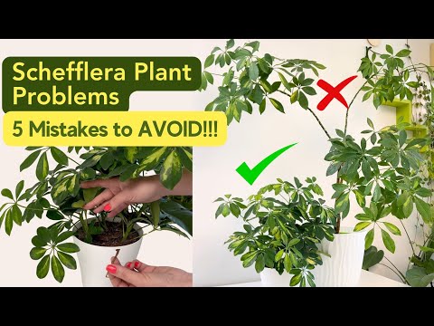 ✅ Schefflera Plant Care Problems ❌ 5 Mistakes To AVOID! | Umbrella Plant Care Tips