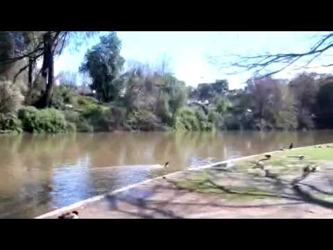 Water and the Urban Tree Canopy