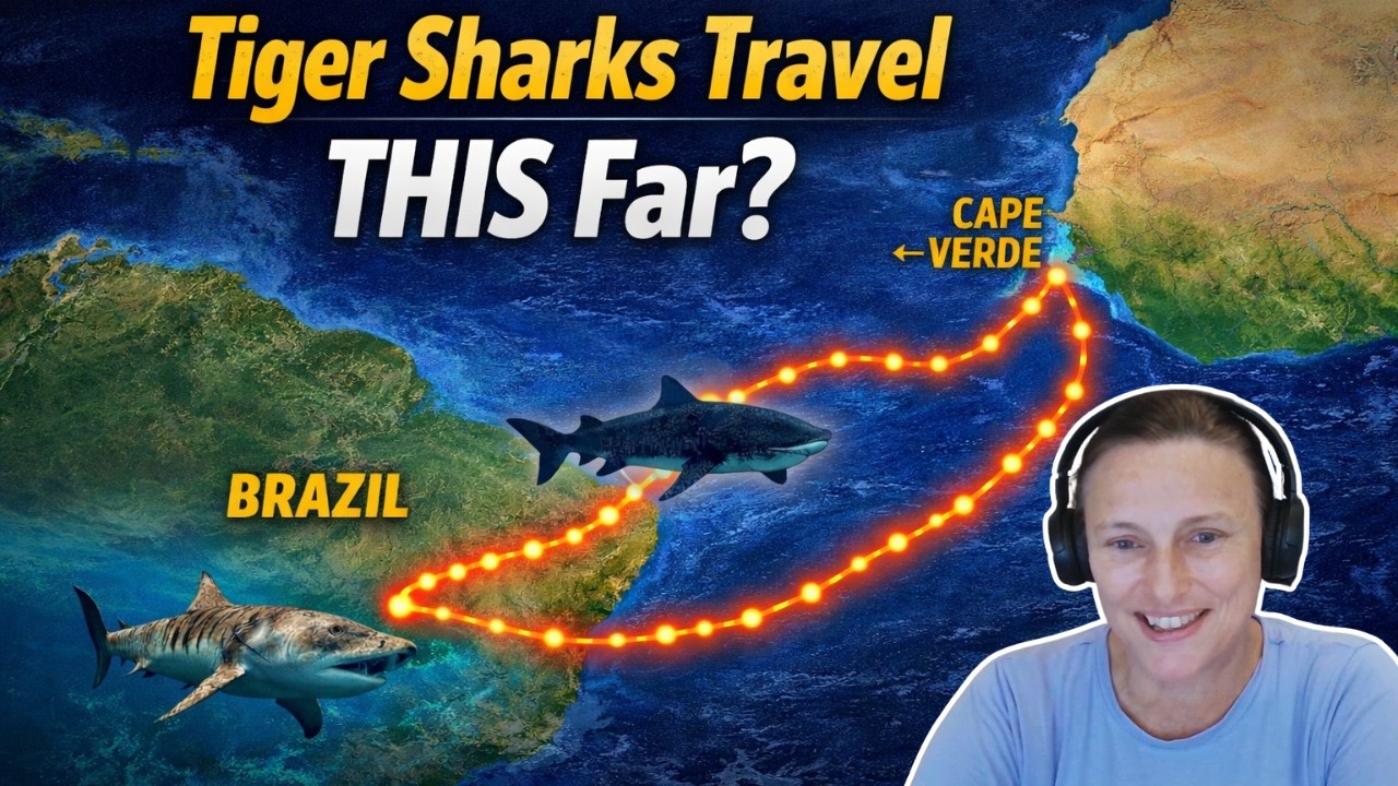 Tracking Tiger Sharks Revealed Something Surprising