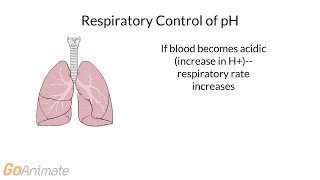 Mechanisms to Control Acid-Base Homeostasis | Pearson+ Channels
