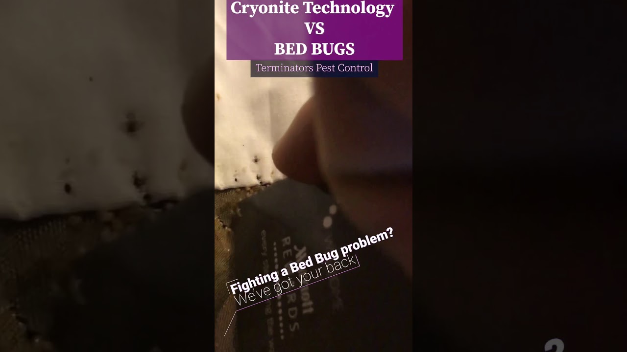 Cryonite Technology VS Bed Bugs