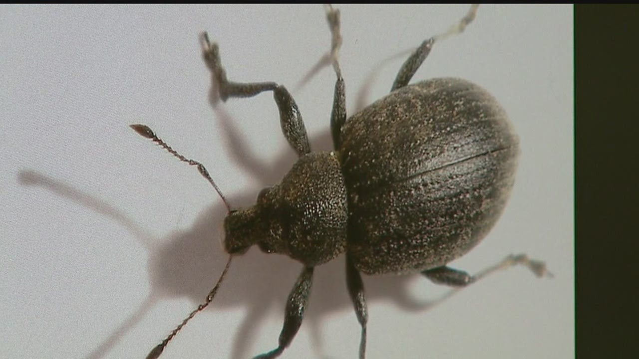 Seeing little black bugs? Here’s what they are