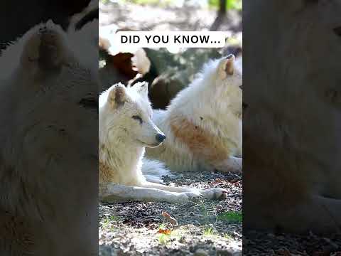 Wolves Unveiled: The Social Hierarchy of a Wolf Pack