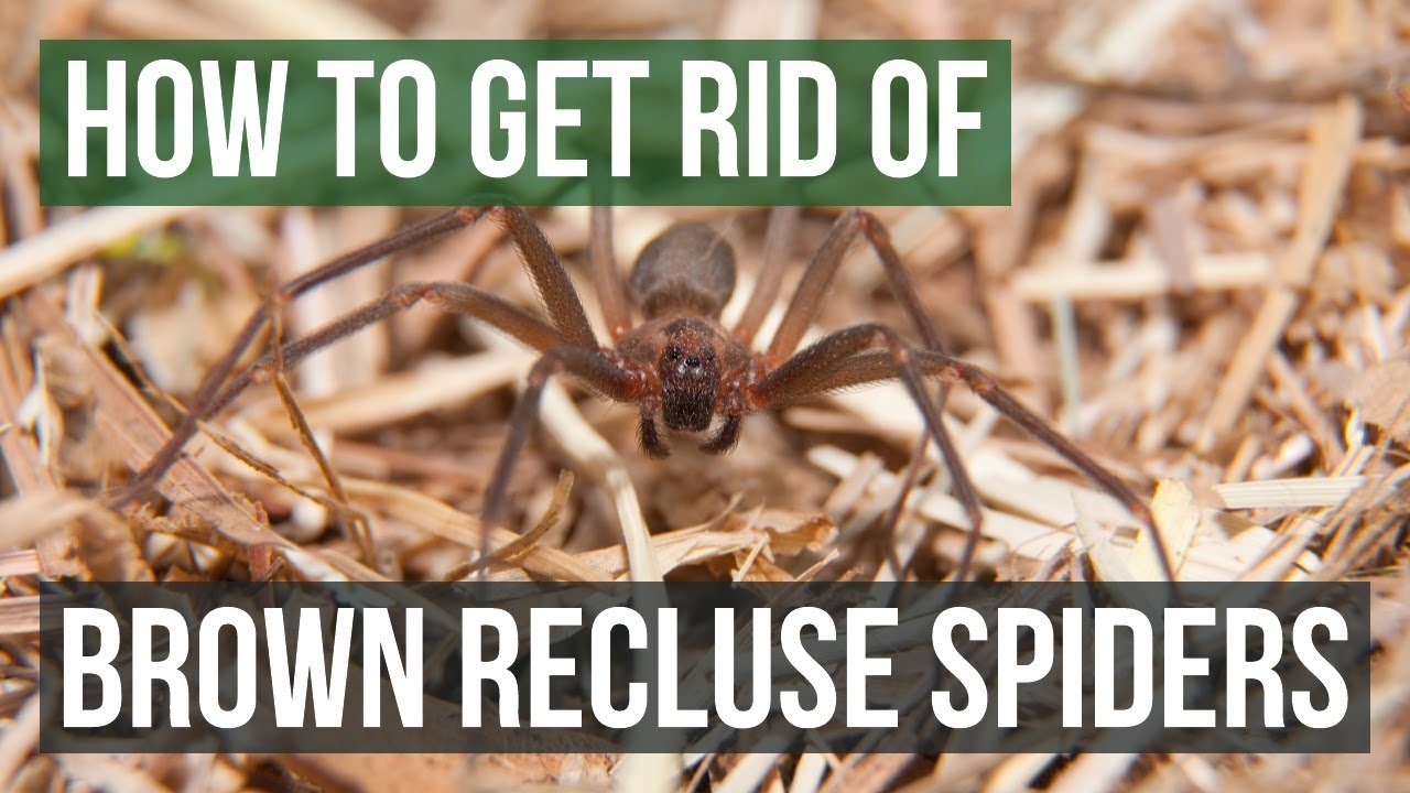 How to Get Rid of Brown Recluse Spiders (4 Easy Steps)