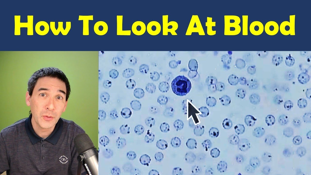 🔬 How to stain and observe Blood under the microscope - Tutorial