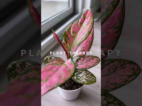 plant therapy is my favorite therapy 🪴🌸 nothing more peaceful 🌿