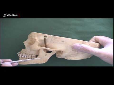 Mandible Anatomy