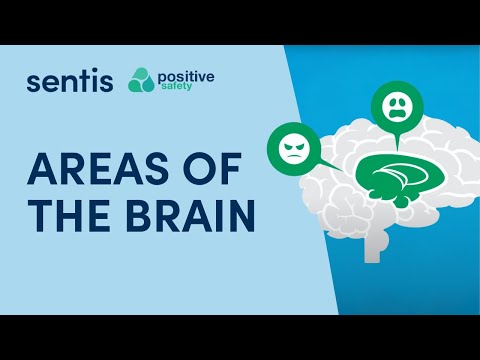 Areas of the brain