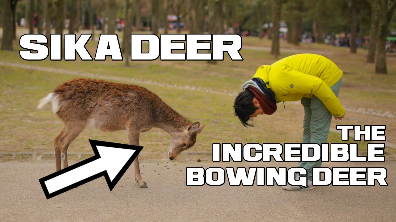 The World's Most POLITE Deer - Sika Deer - Animal a Day Japan Week