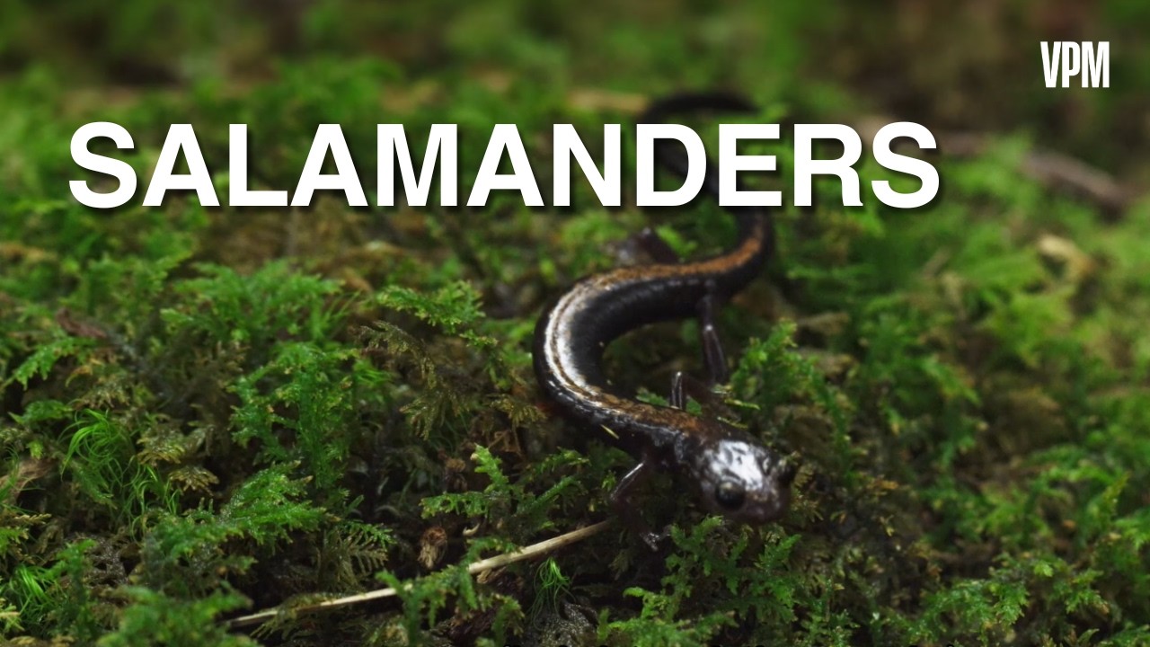 Salamanders & Shenandoah