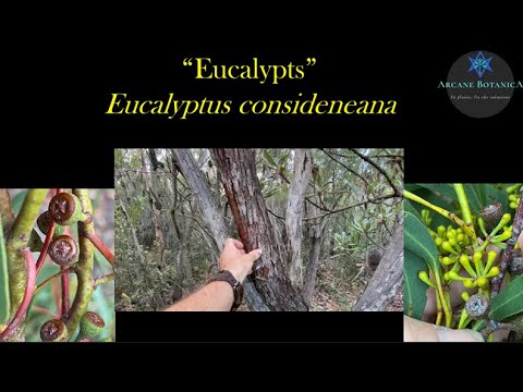 Eucalyptus ID - Eucalyptus consideneana (Yertchuk)