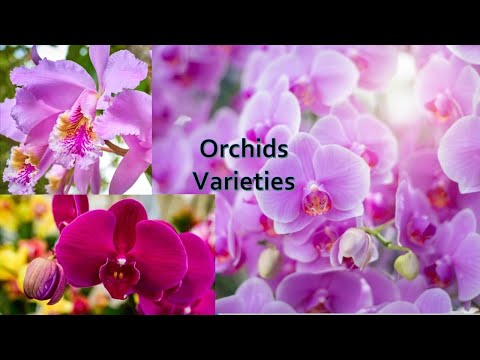 Orchids Varieties with Name //Orchid Flowers