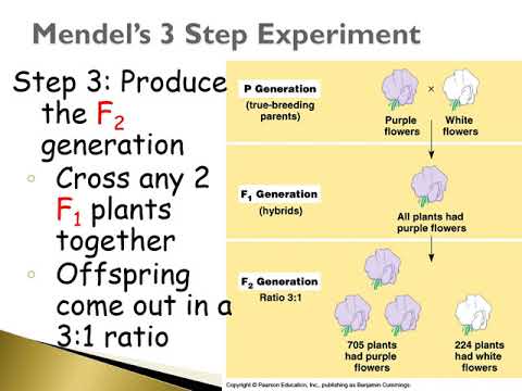 Mendelian Genetics (simple genetics)