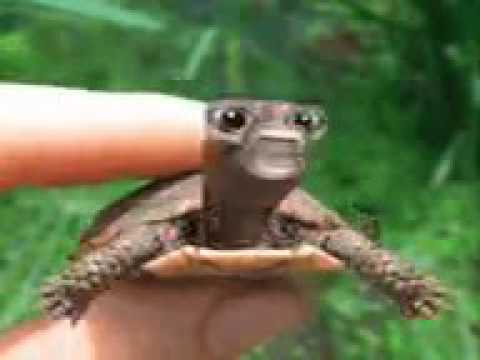 The snake in spanish