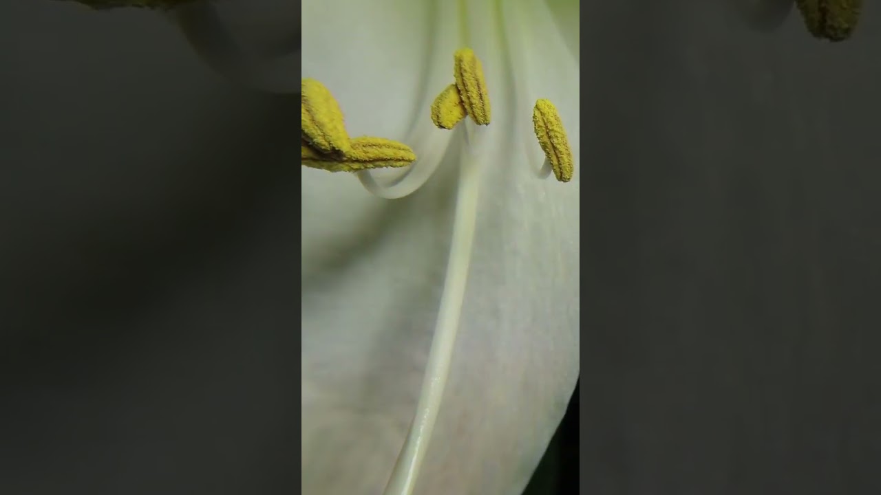 Amaryllis Anthers (Pollen Sacs) Maturing