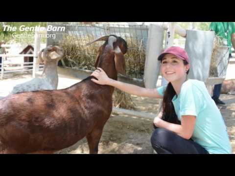 The Gentle Barn California : See All The Animals