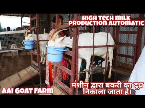 Saanen Goat - Wholesale Price & Mandi Rate for Saanenziege Goat in India