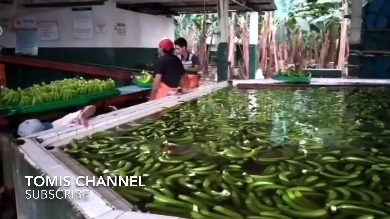 banana packing process for exporting