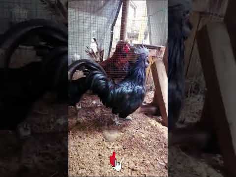 Ayam Cemani Chickens  Chicken Breeds 101  JJCentral 010