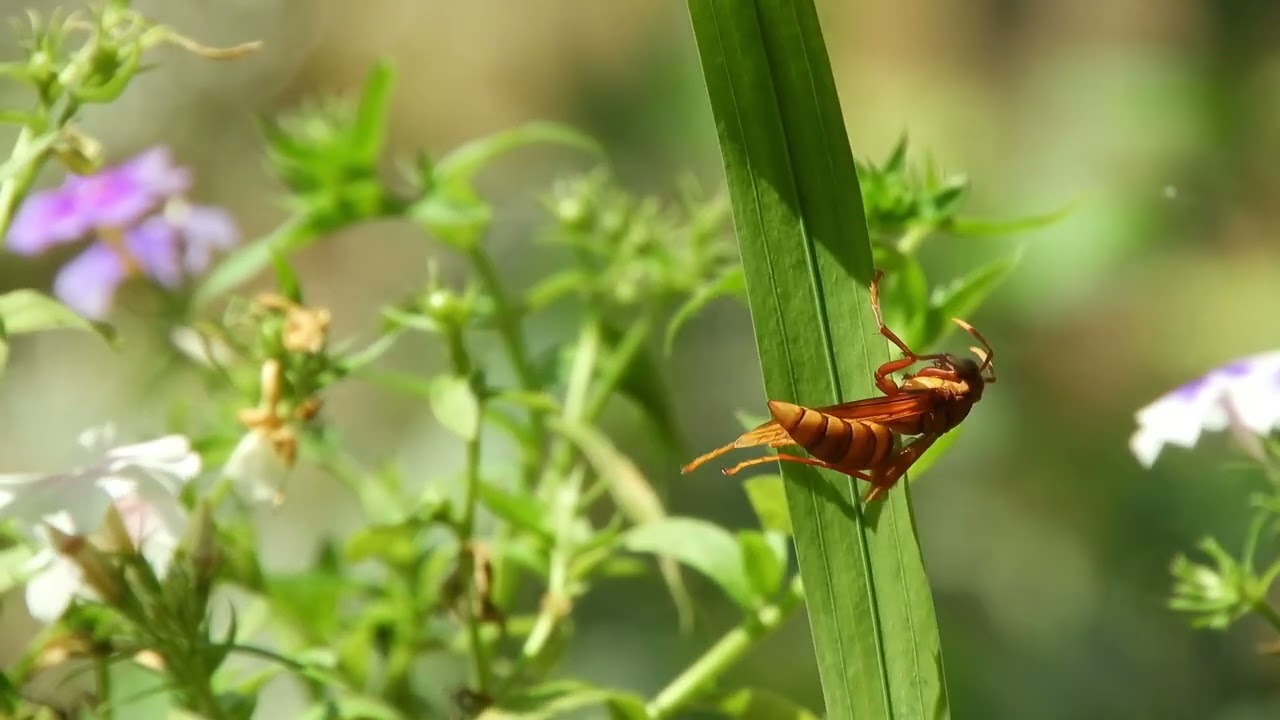 Wasp insect grass free stock video. Free for use & download. - No Copyright and Royalty Free Videos