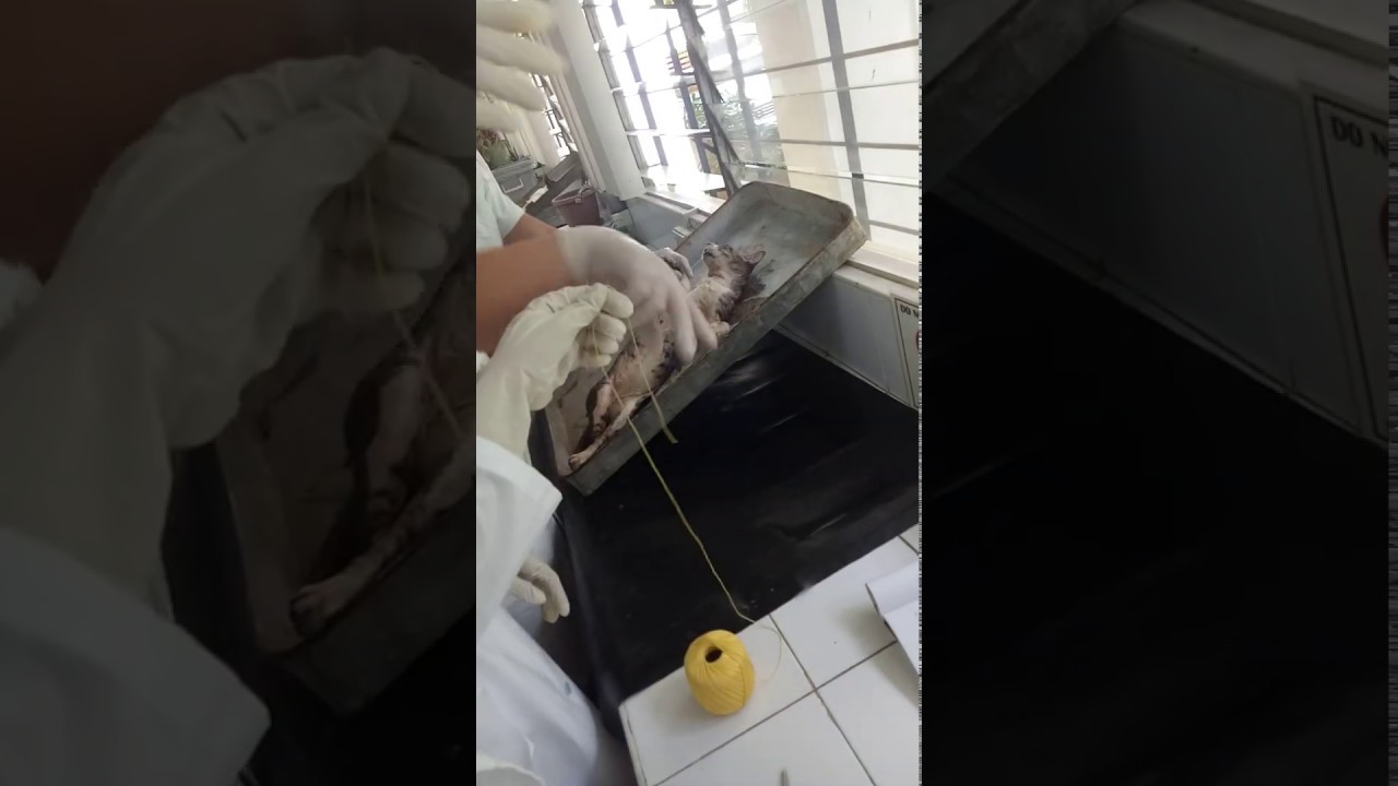 Cat Dissection Preparation
