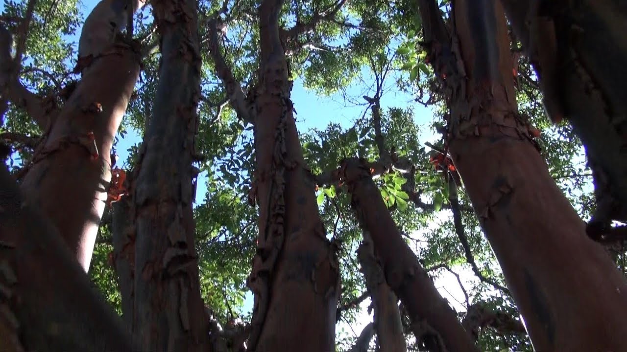 Outstanding Landscape Tree Selections  Paperbark Maple