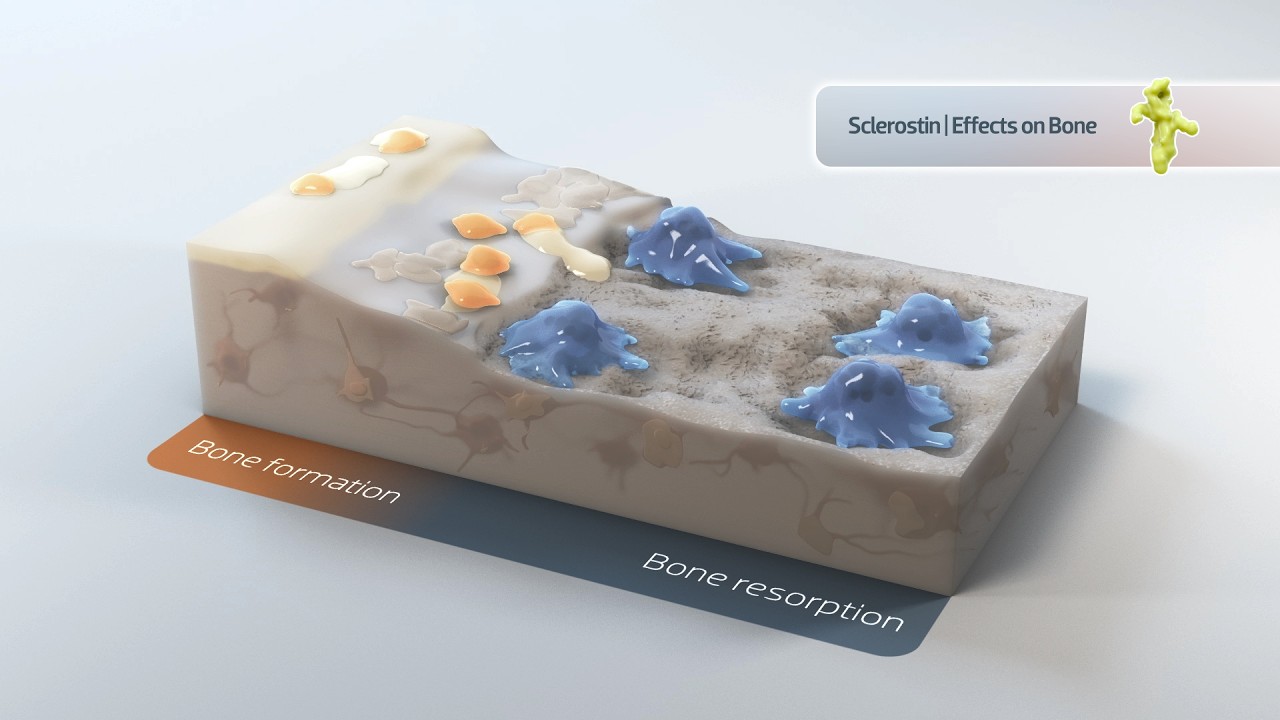 3D Medical Animation: Osteoporosis Drug MOA | AXS Studio