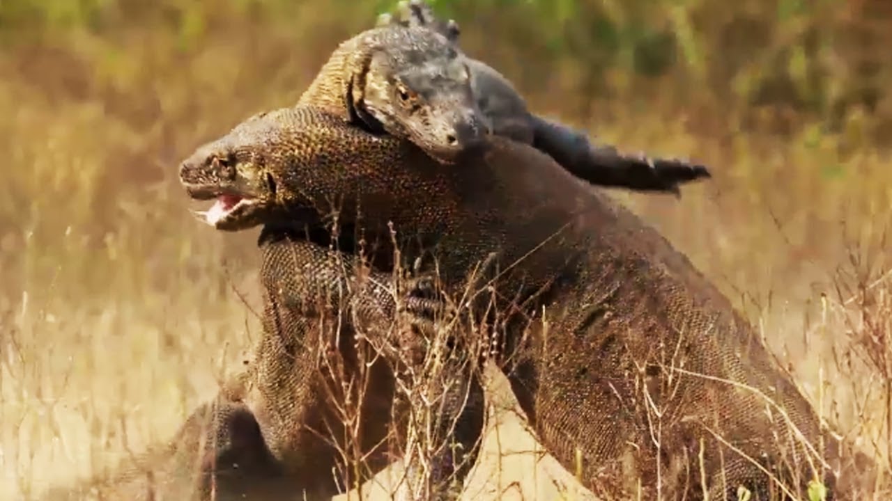Epic Fight Between Two Komodo Dragons