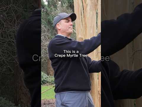 Funny Story and Name for Crepe Myrtle Trees #arboristing #trees #treeblog #arborist