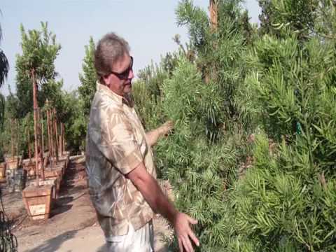 Podocarpus