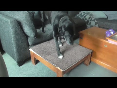 Making A DIY Dog Step For Bed Or Couch Out Of An Old Chair