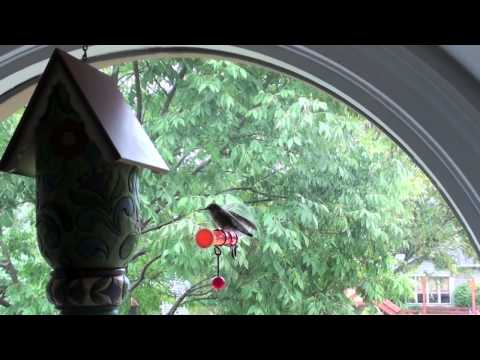 Hummingbird Dance