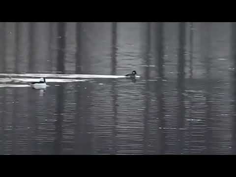 Male and Female Buffleheads, Wood Ducks, and Northern Pintail #ducks #matingseason #swimming #nature