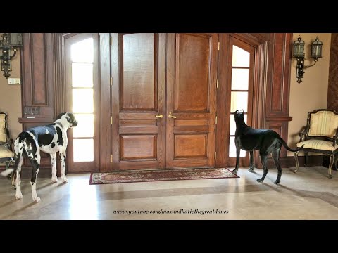 What Happens When The Great Dane Security System Goes Off
