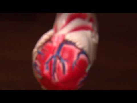 Men & Women Differing Heart Symptoms