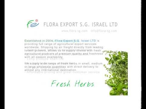 Flora Export S.G. Israel LTD Premium Quality Fresh Herbs Wholesaler (HD)