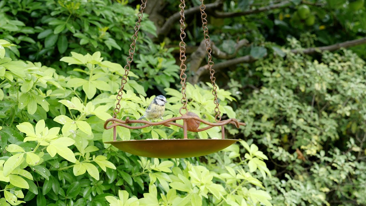 Best Bird Feeder for Blue Tits