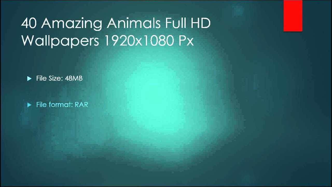 40 Amazing Animals Full HD Wallpapers 1920x1080 Px