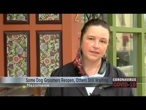 Some Dog Groomers Reopen, Others Still Waiting