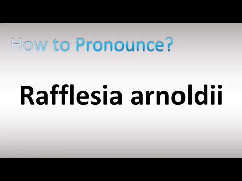 How to Pronounce Rafflesia arnoldii