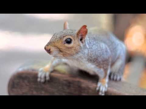 Rodent Control | Scottsdale, AZ -- Alliance Pest Management