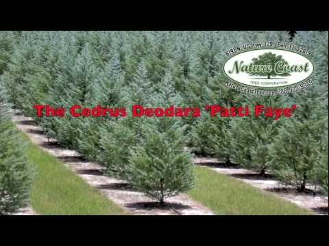 Cedrus Deodara - Deodar Latest Price, Manufacturers & Suppliers