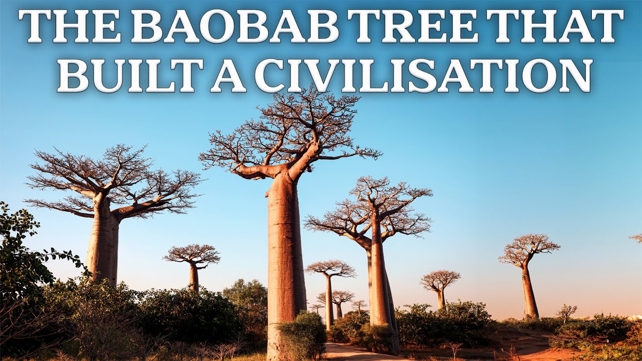 Baobab: How Africa’s Giant Tree Stores More Water Than a City Reservoir