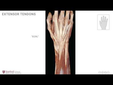 Anatomy of the Upper Limb: Extensor Muscles to Fingers