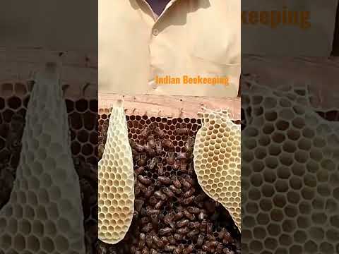 Apis Mellifera