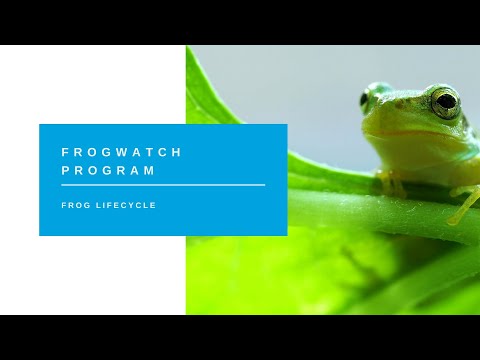 Frogwatch Program - Frogs Lifecycle