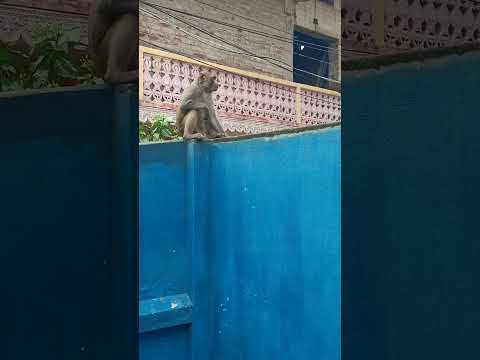 angry monkey face...