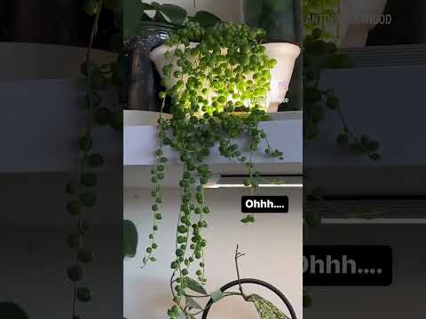 Cute String of Pearls Dupe Found on Amazon! #stringofpearlsplant #amazonfinds