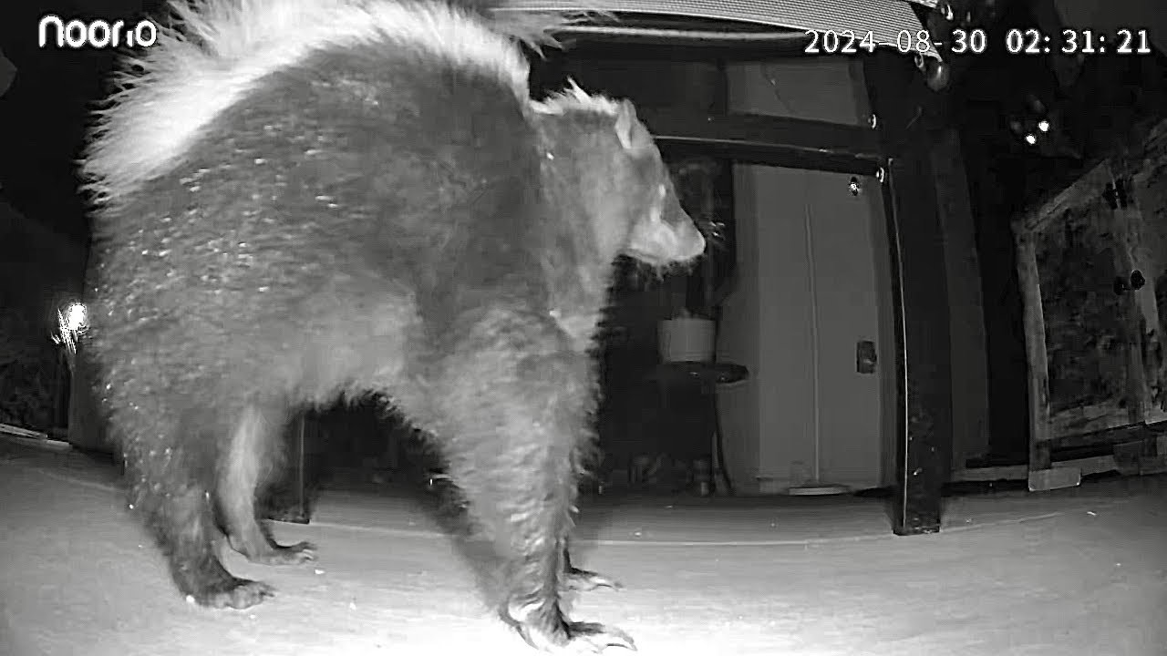 Slo-Mo Skunk Spraying at Cat